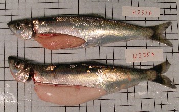 Wester Ross Fisheries Trust :: Rediscovering wild herring in the seas ...